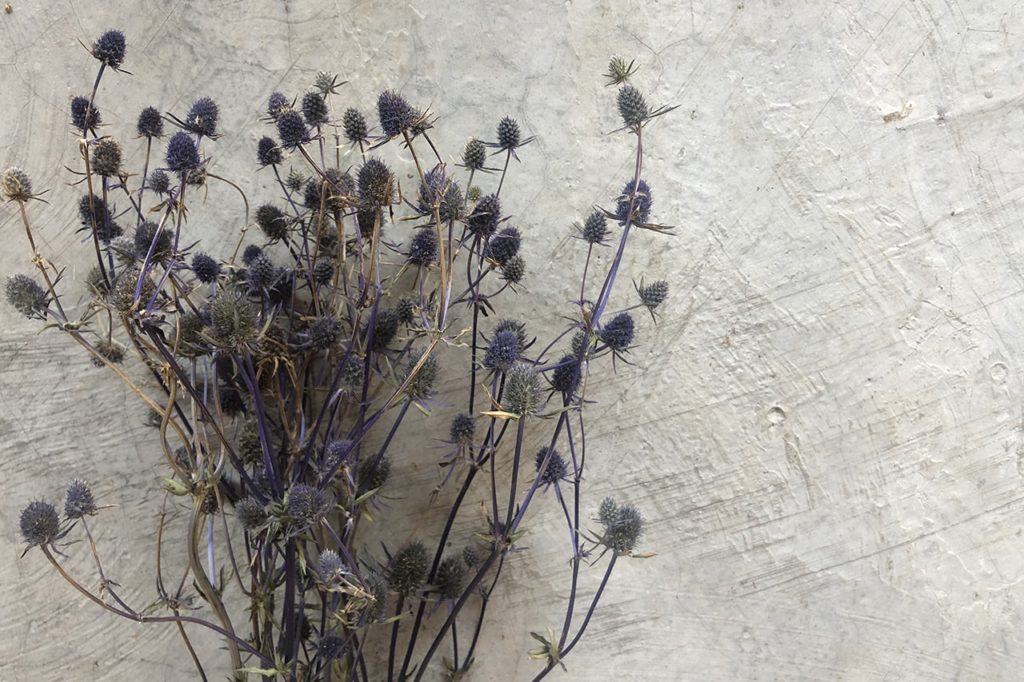 Eryngium Small - naman project