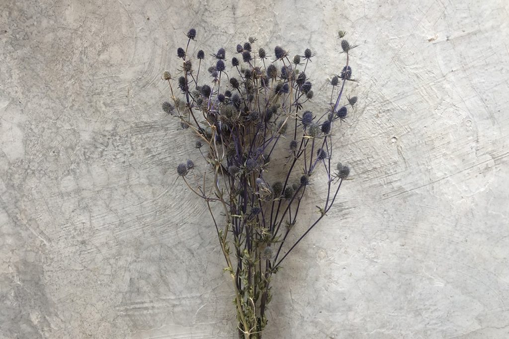 Eryngium Small - naman project