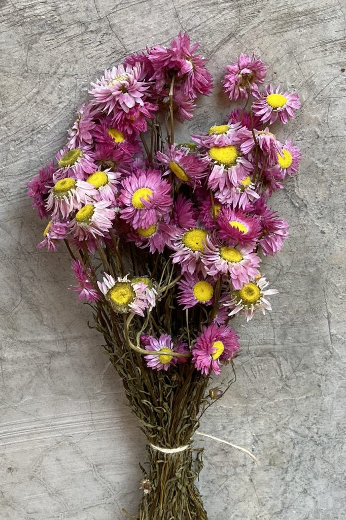 Acroclinium Pink - naman project