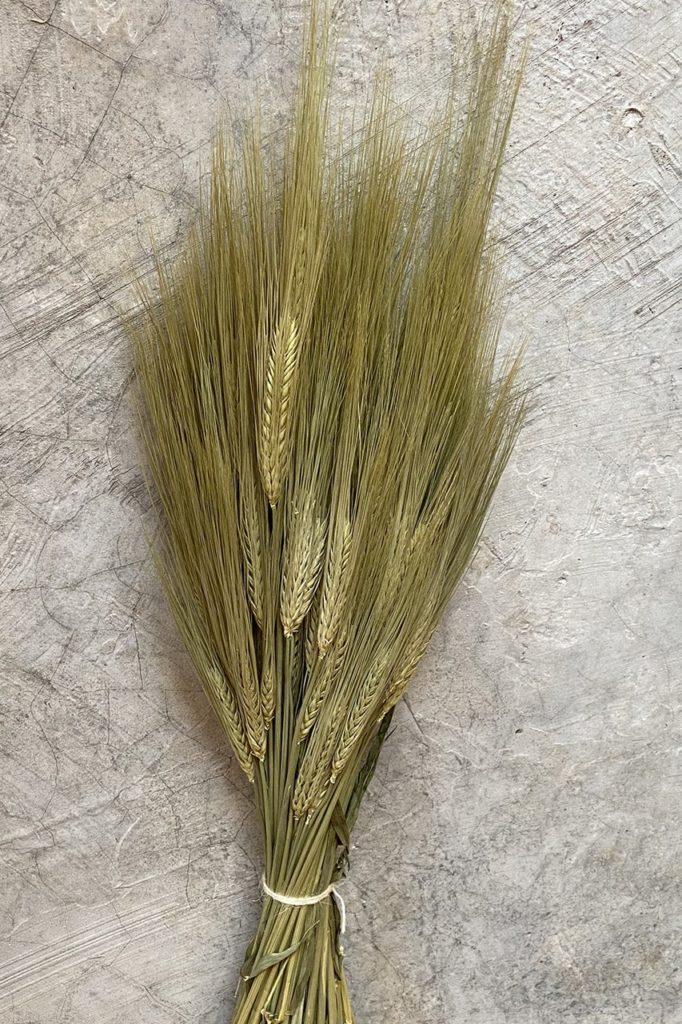 Barley - naman project