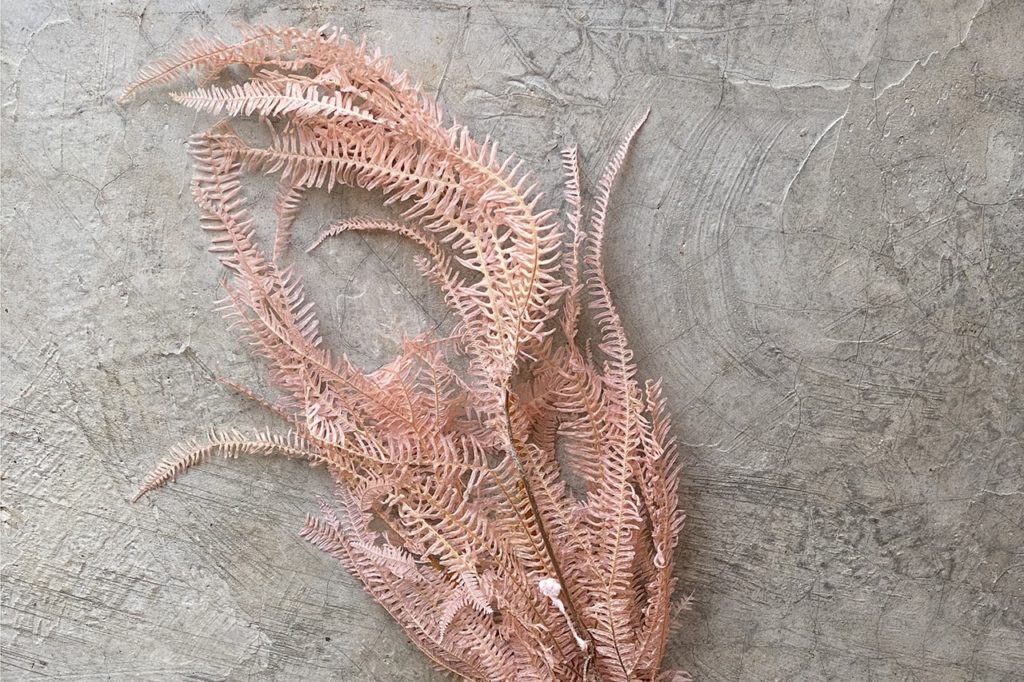 Fern Pink - naman project