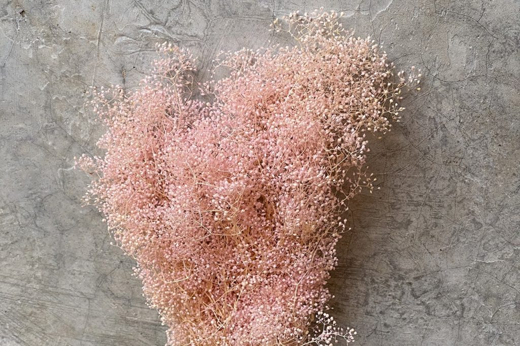 Gypsophila Mini Pink - naman project