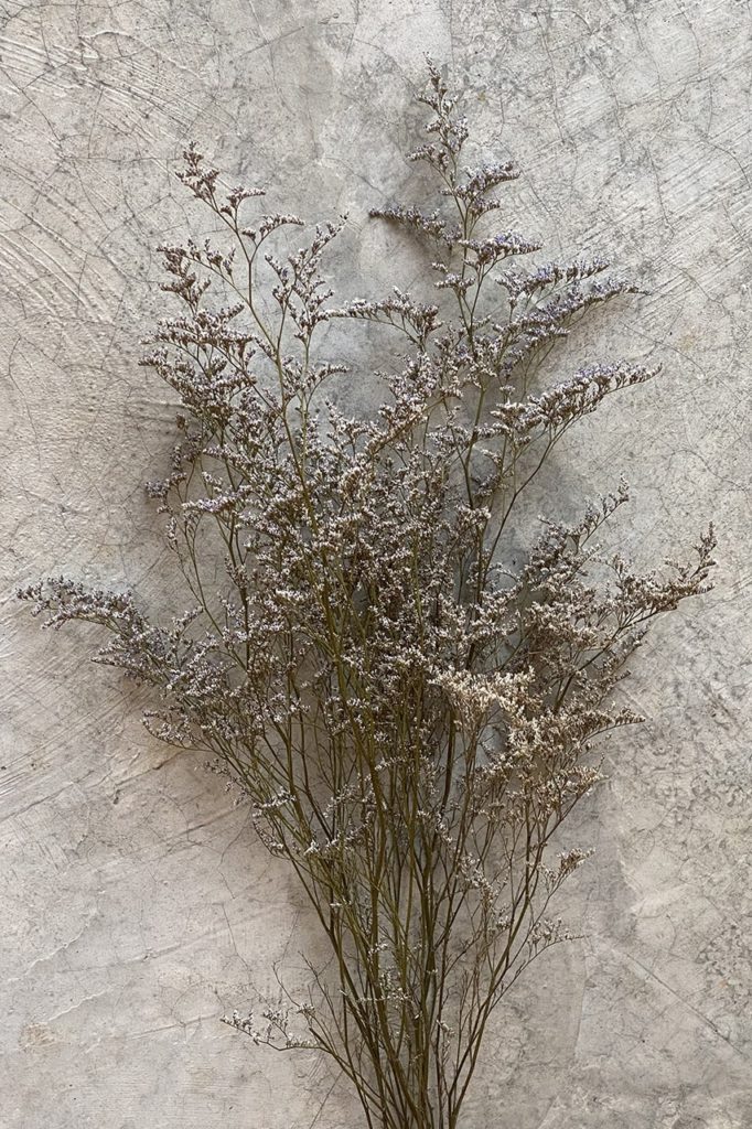 Limonium - naman project