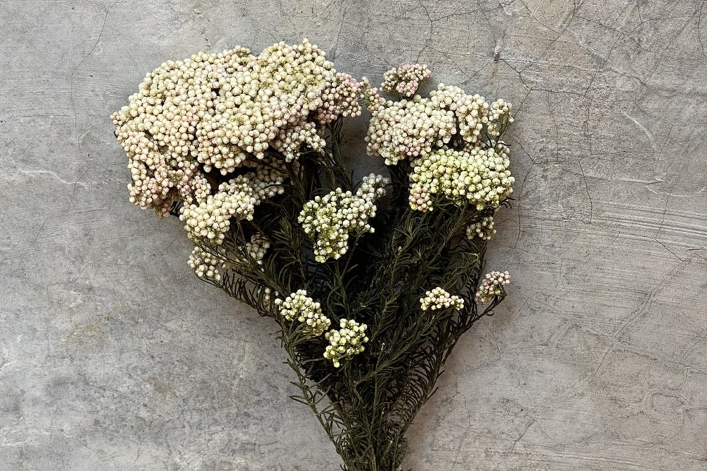 Rice Flower - naman project