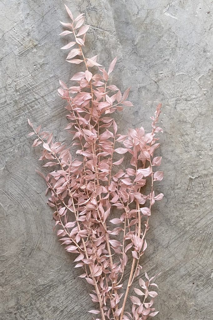 Ruscus Pink - naman project