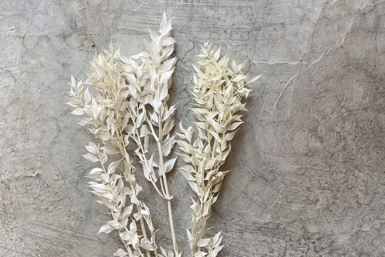 Ruscus White - naman project