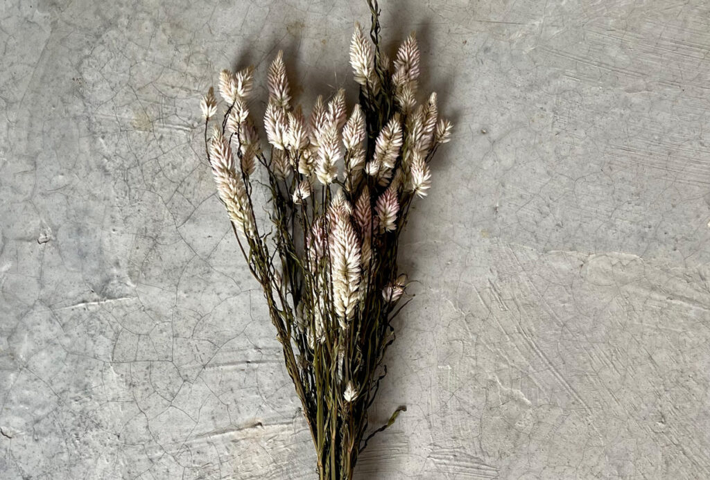 Celosia plumosa - naman project