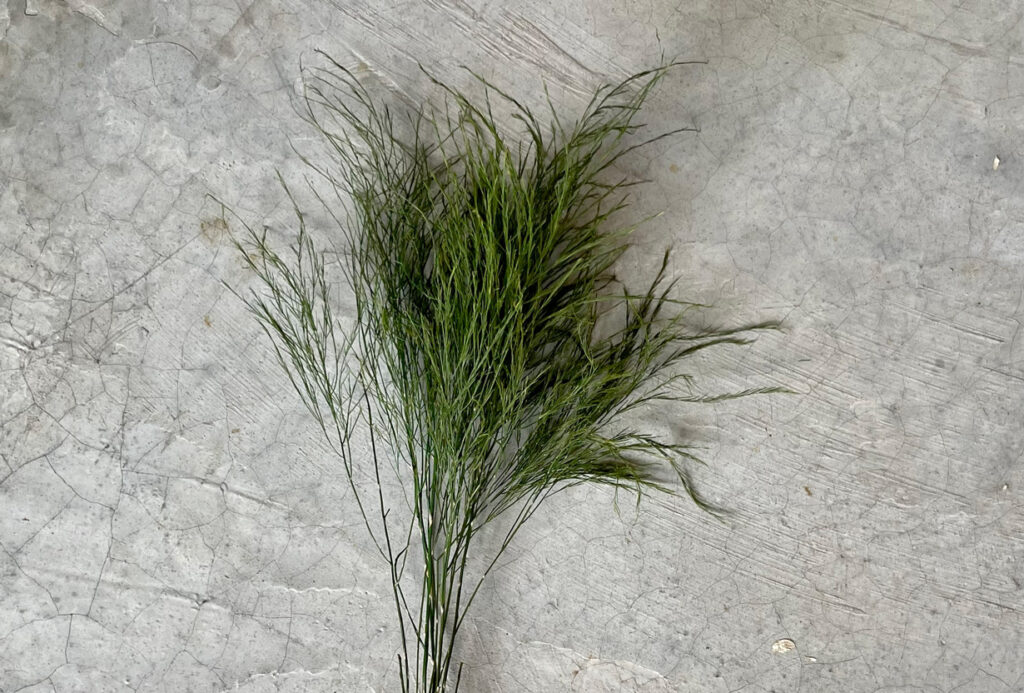 Tree Fern Green - naman project